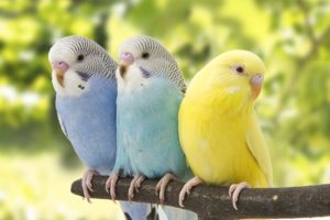 10 Most Common Pet Animals: You Can Choose As Companion