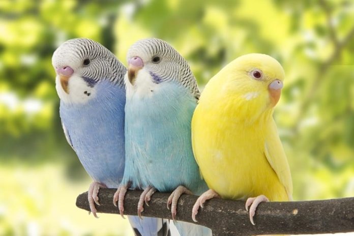 10 Most Common Pet Animals: You Can Choose As Companion