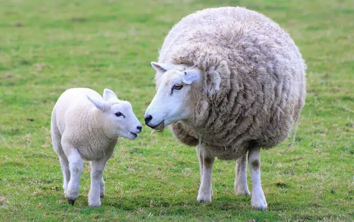 OJD in Sheep: Causes, Signs, Diagnosis and Treatment