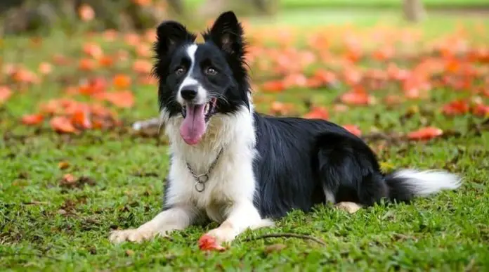 15 Best Dog Breeds of the World You Should Know