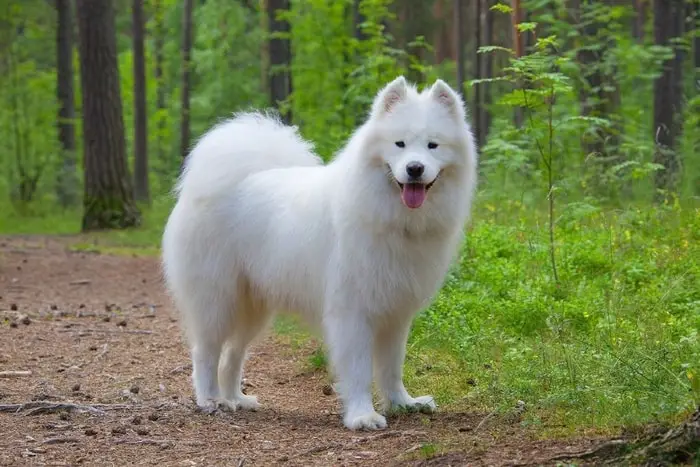 15 Most Common Dog Skin Diseases You Should Know