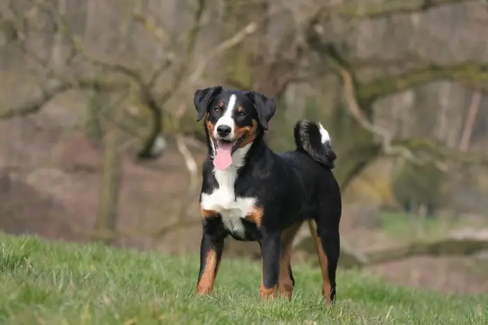 Are Appenzeller Sennenhund Good With Kids