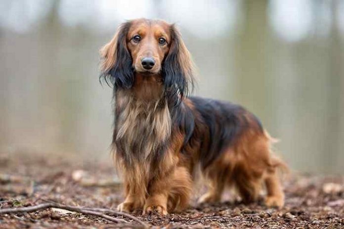 15 Best Dog Breeds of the World You Should Know