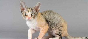 Devon Rex Cat: Breed Profile, Characteristics, Health and Behavior