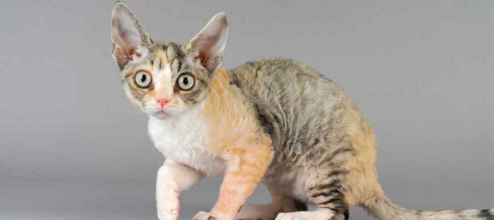 Devon Rex Cat Breed Profile Characteristics Health And Behavior