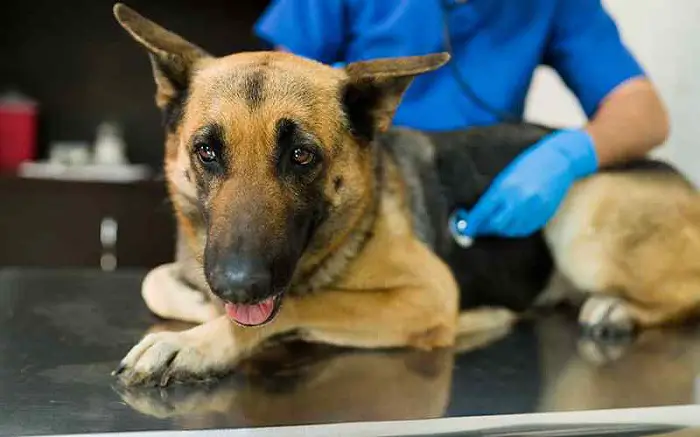 Hemangiosarcoma in Dogs: A Deadly Cancer You Should Know