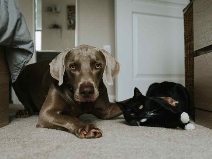 Brain Tumor in Dogs: Causes, Signs, Diagnosis, and Treatment