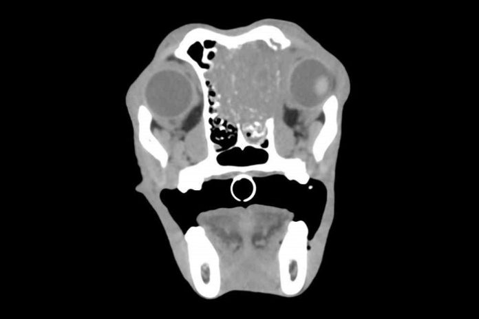 Brain Tumor in Dogs: Causes, Signs, Diagnosis, and Treatment
