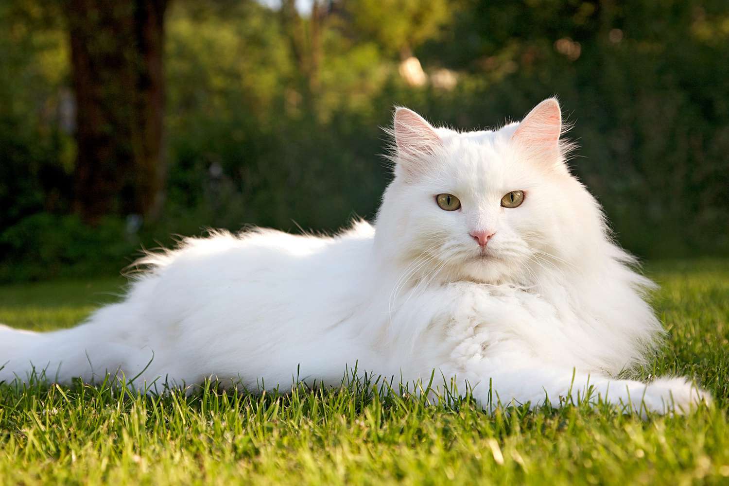 Siberian Cat Breed Profile Features Behavior Color And Health