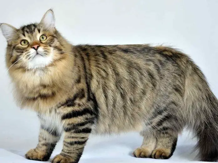 Siberian Cat: Breed Profile, Features, Behavior, Color, and Health