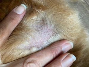 Fungal Infection in Dogs: Causes, Signs, Diagnosis, Treatment