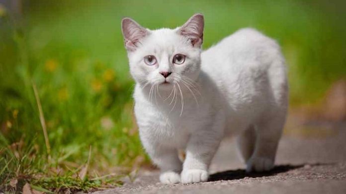 Munchkin Cat: Breed Profile, Behavior, Health, and Popularity