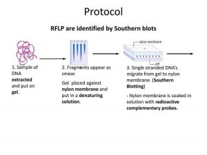 Restriction Fragment Length Polymorphism: Types and Application
