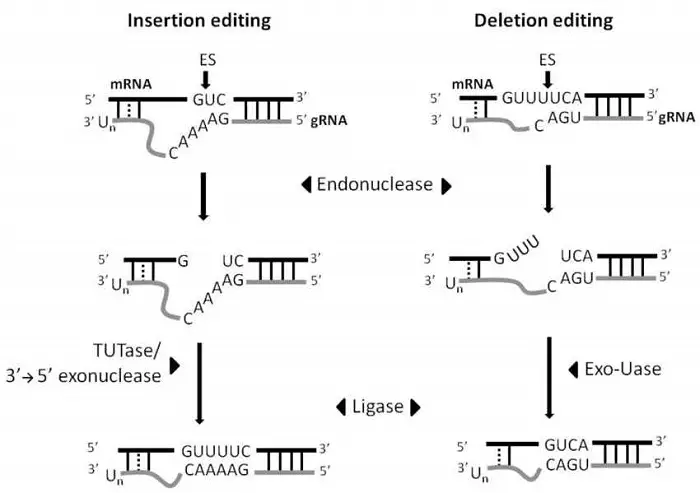 What is RNA Editing: Types and Application of RNA Editing