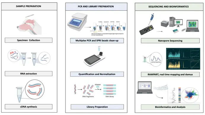 Whole Genome Analysis: Process and Application