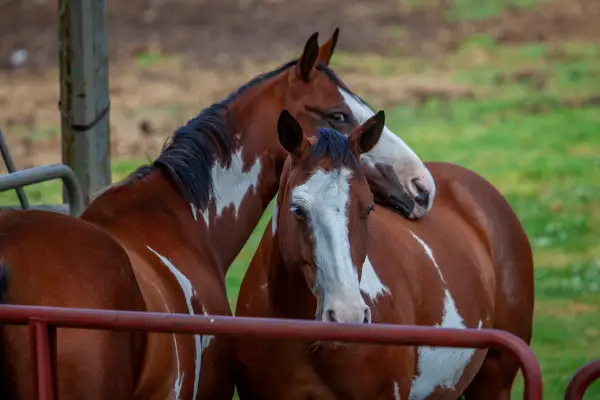 Photosensitization in Horses: What Needs To Know As Owner