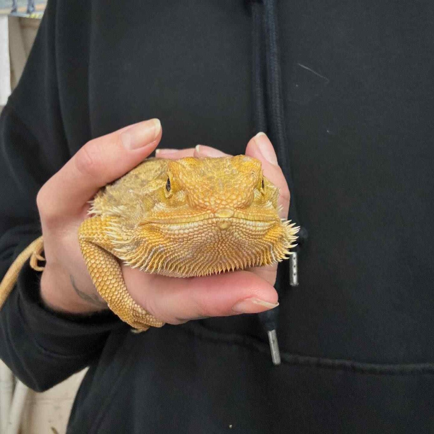 10 Most Common Pet Animals: You Can Choose As Companion