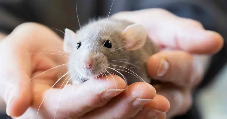 10 Most Common Pet Animals: You Can Choose As Companion