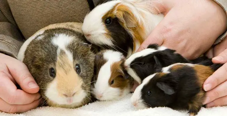 10 Most Common Pet Animals: You Can Choose As Companion